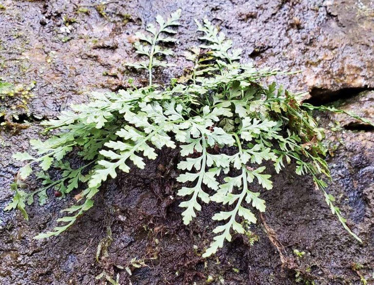 Ferns | Western Carolina Botanical Club
