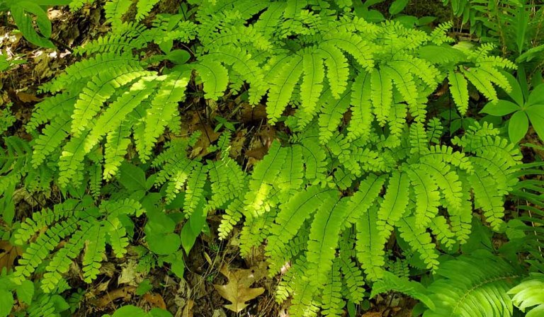 Ferns | Western Carolina Botanical Club