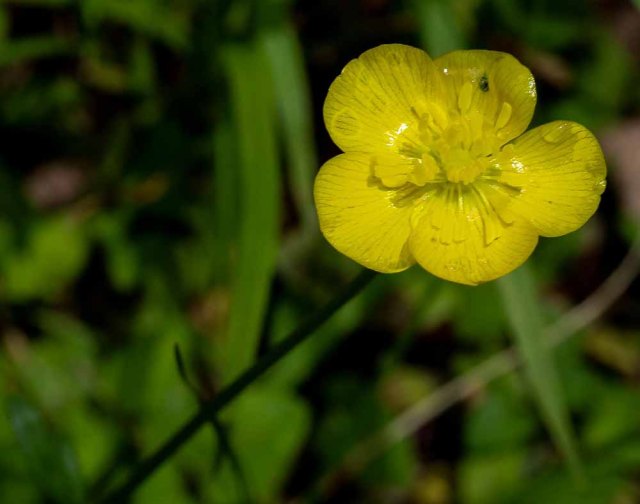Know Your Plants – Botanical Names Beginning with “R” | Western ...
