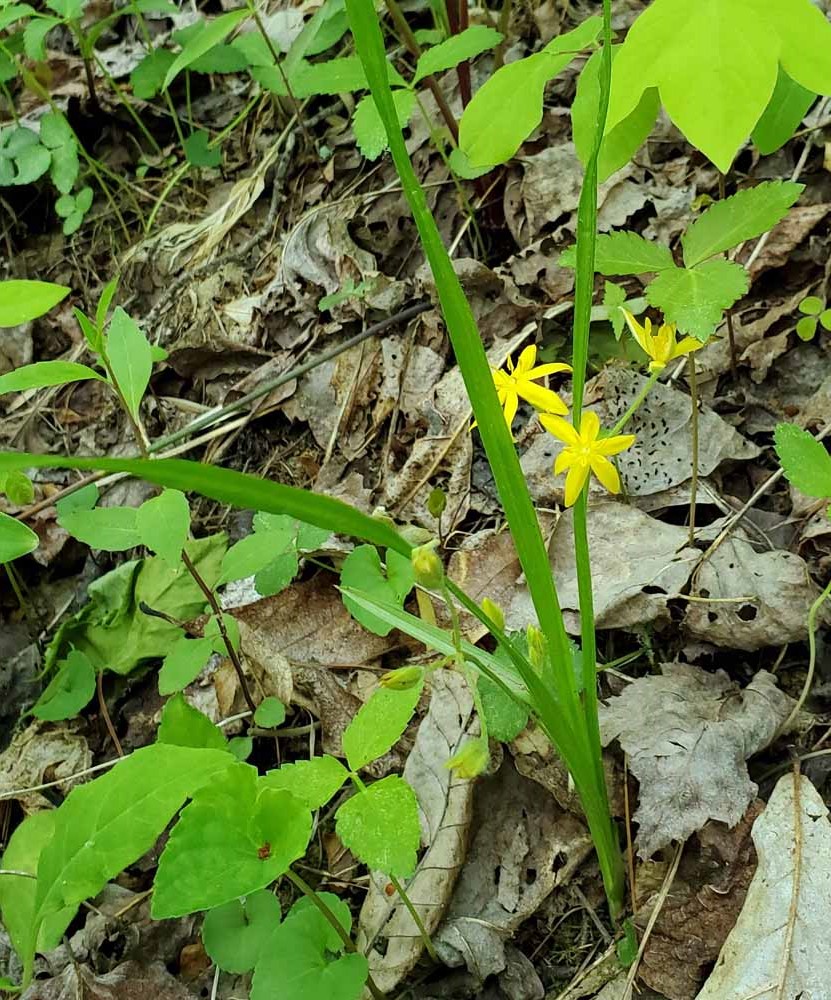 Yellow Star Grass (Hypoxis hirsuta) | Western Carolina Botanical Club