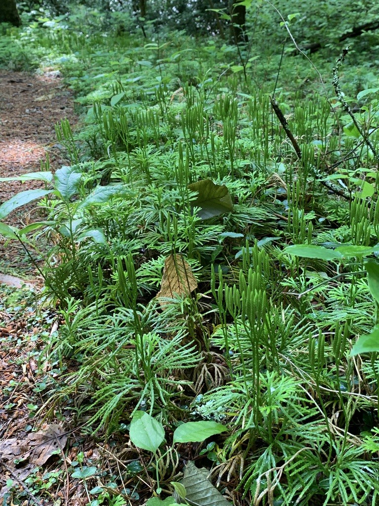 Fan Club Moss (Lycopodium digitatum) | Western Carolina Botanical Club