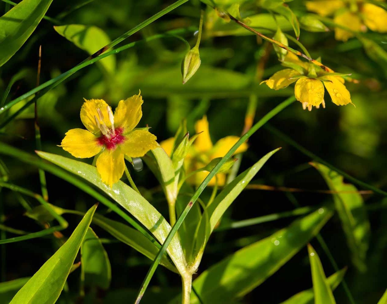 Lanceleaf Loosestrife (Lysimachia lanceolata) | Western Carolina ...