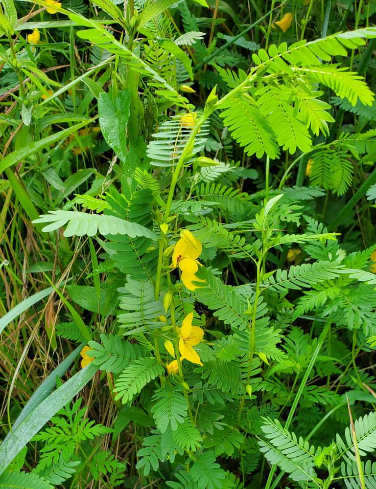 Partridge Pea (Chamaecrista fasciculata) Plant | Western Carolina ...