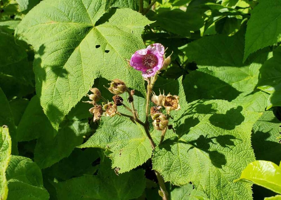 Purple-flowering Raspberry (Rubus odoratus) | Western Carolina ...