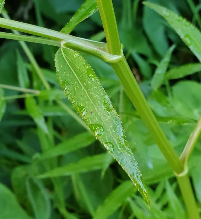 Water Hemlock; Spotted Cowbane (Cicuta maculata ) Stem [Apiaceae ...