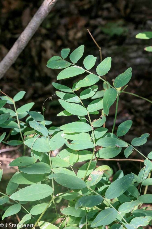 Veiny Pea (Lathyrus venosus) | Western Carolina Botanical Club