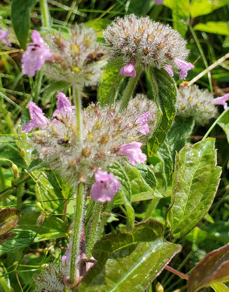 Wild Basil (Clinopodium vulgare) | Western Carolina Botanical Club