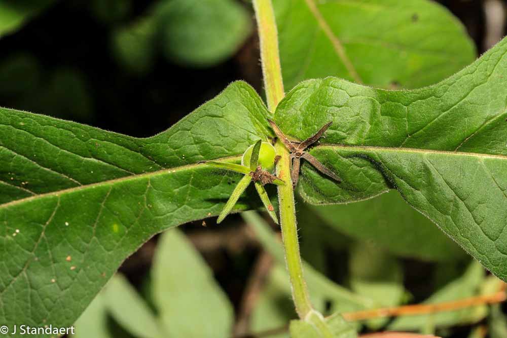 Wild Coffee; Feverwort (Triosteum perfoliatum) [Caprifoliaceae ...