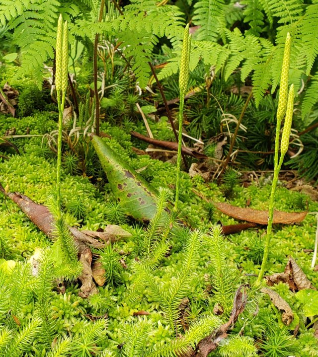 Clubmosses | Western Carolina Botanical Club