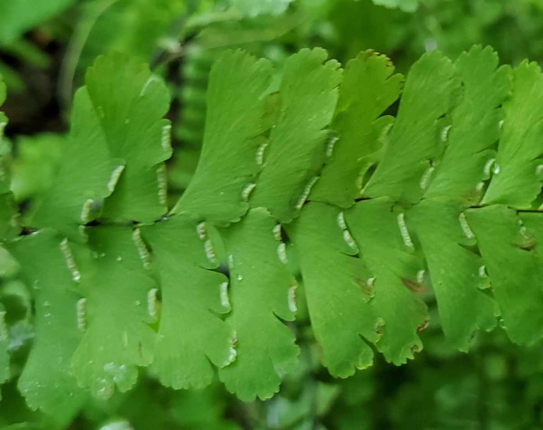 Ferns | Western Carolina Botanical Club