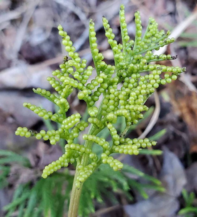 Ferns | Western Carolina Botanical Club