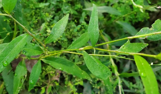 Smartweed (Persicaria) Cheatsheet | Western Carolina Botanical Club