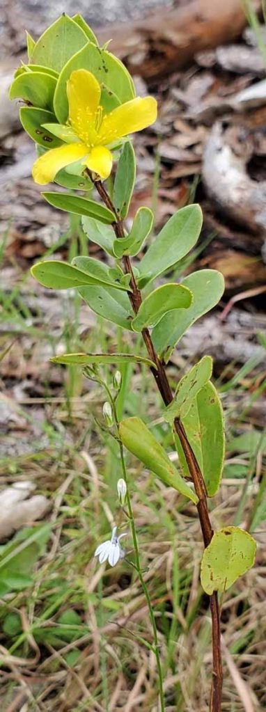 Hypericum | Western Carolina Botanical Club