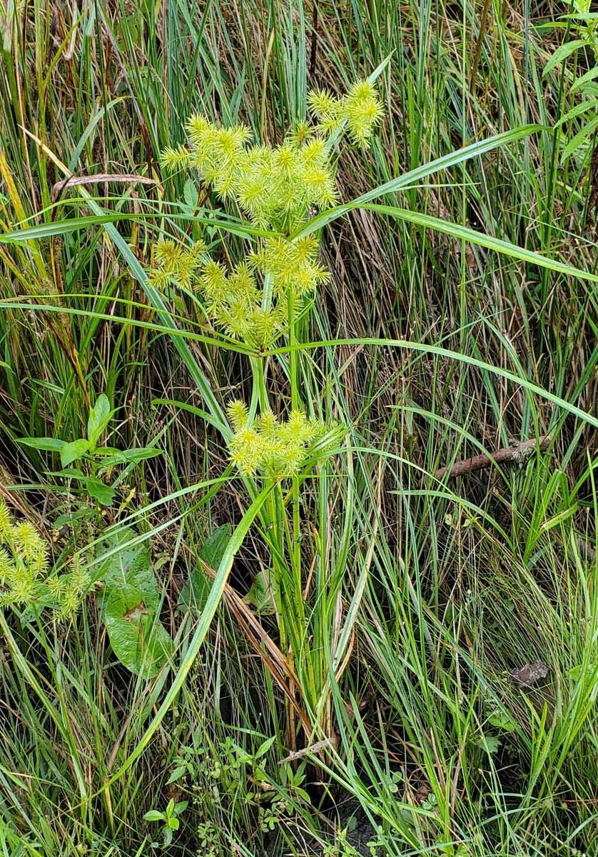 False Nutsedge (Cyperus strigosus) Plant | Western Carolina Botanical Club