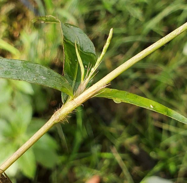Smartweed (Persicaria) Cheatsheet | Western Carolina Botanical Club