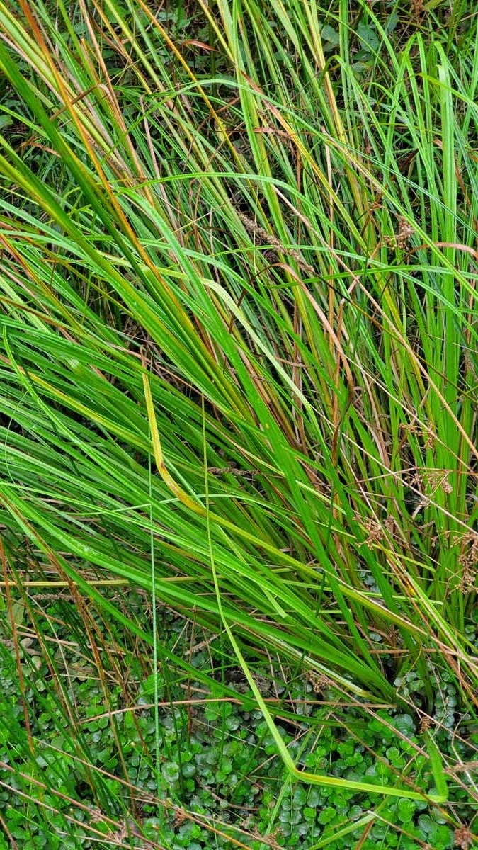 Wool Grass (Scirpus cyperinus) Leaf | Western Carolina Botanical Club