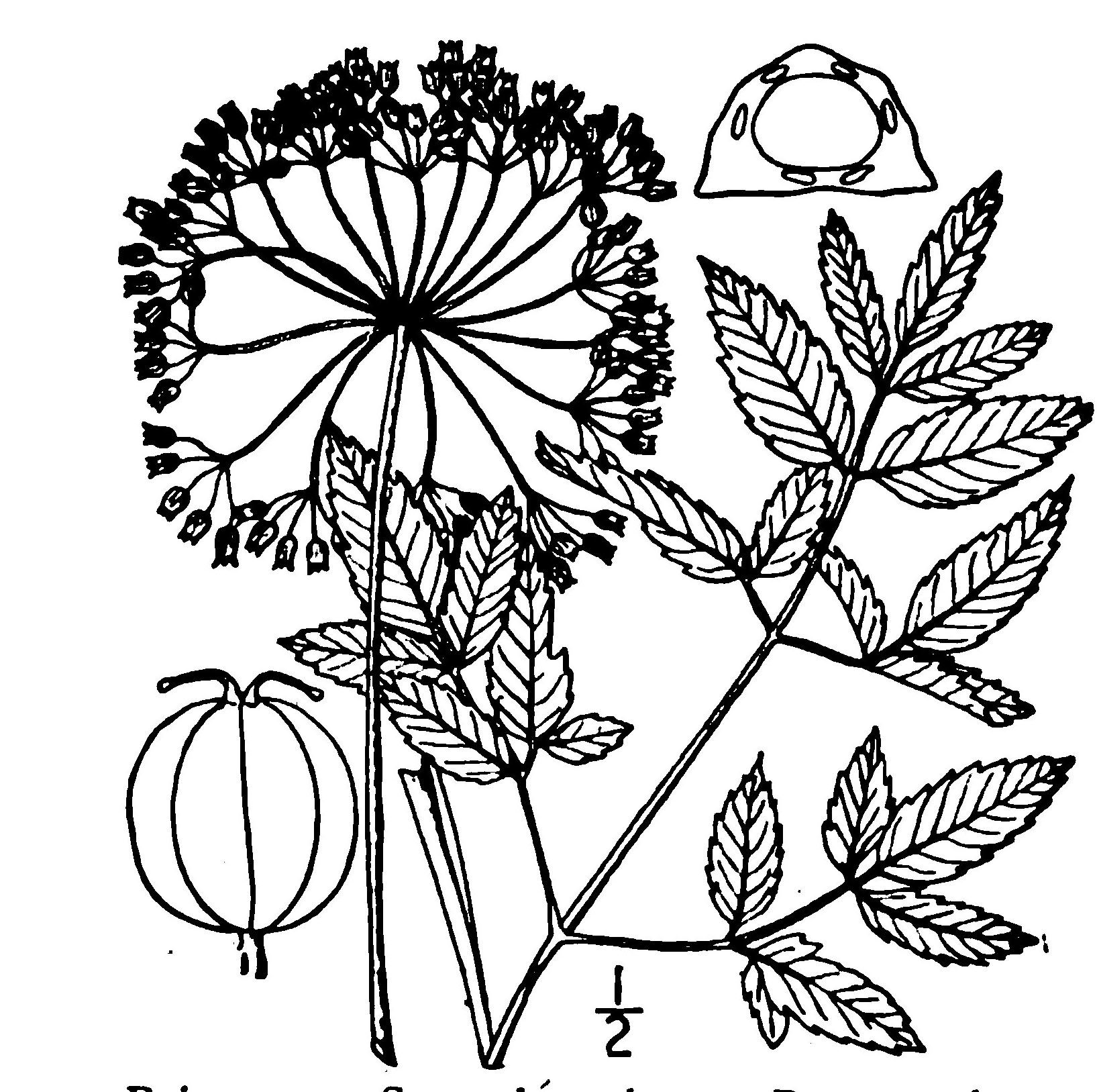 Water Hemlock; Spotted Cowbane (Cicuta maculata) | Western Carolina ...