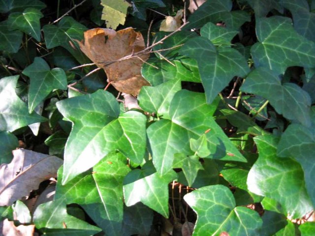 Know Your Plants – Plants Named After Foreign Lands | Western Carolina ...