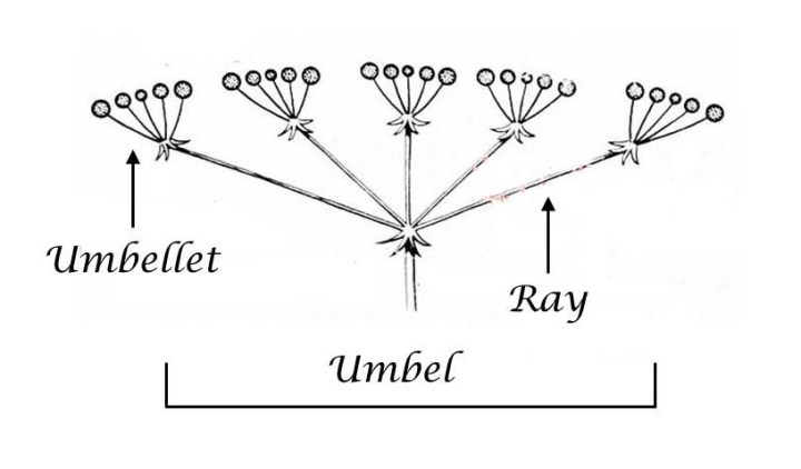 Confusing Umbellifers | Western Carolina Botanical Club