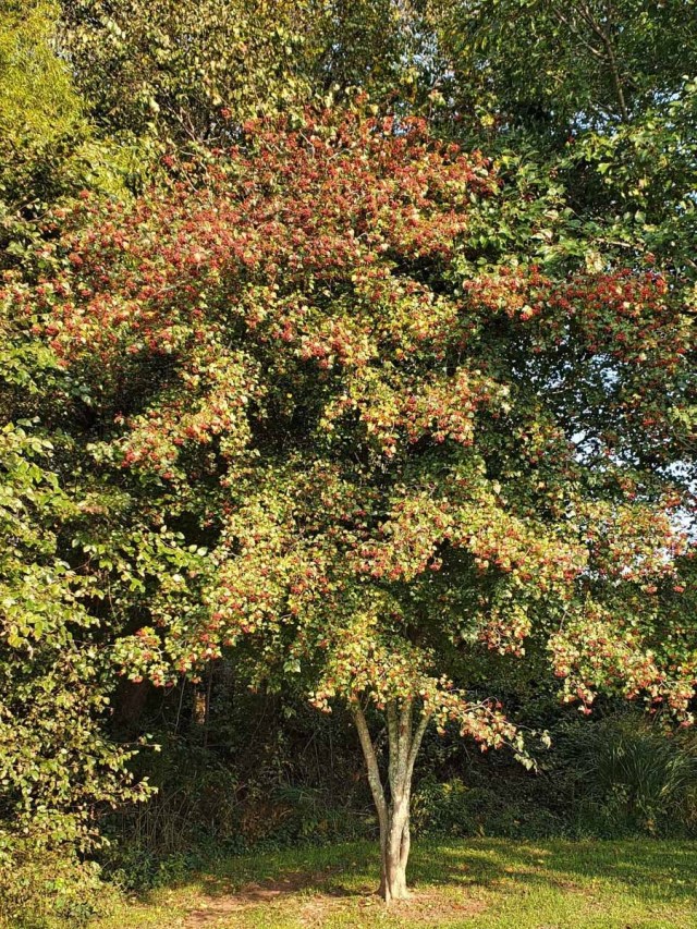 Washington Hawthorn (Crataegus phaenopyrum) Tree | Western Carolina ...