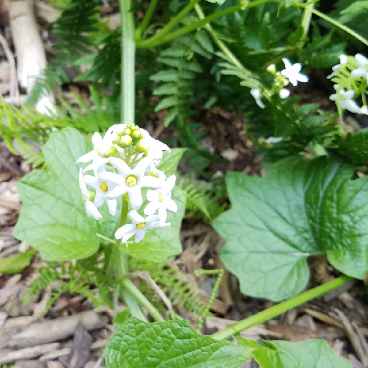 Coast Manroot (Marah oreganus) | Western Carolina Botanical Club