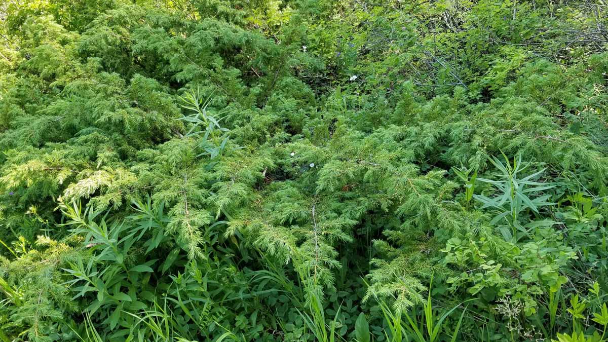 Mountain Juniper (Juniperus communis) [Cupressaceae] | Western Carolina ...