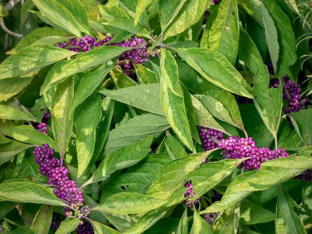 Know Your Plants – Botanical Names Beginning with “C” | Western ...