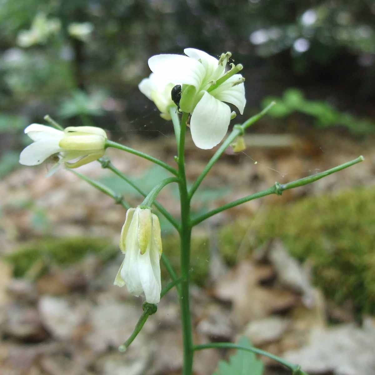Crinkleroot; Toothwort (Cardamine diphylla) | Western Carolina ...