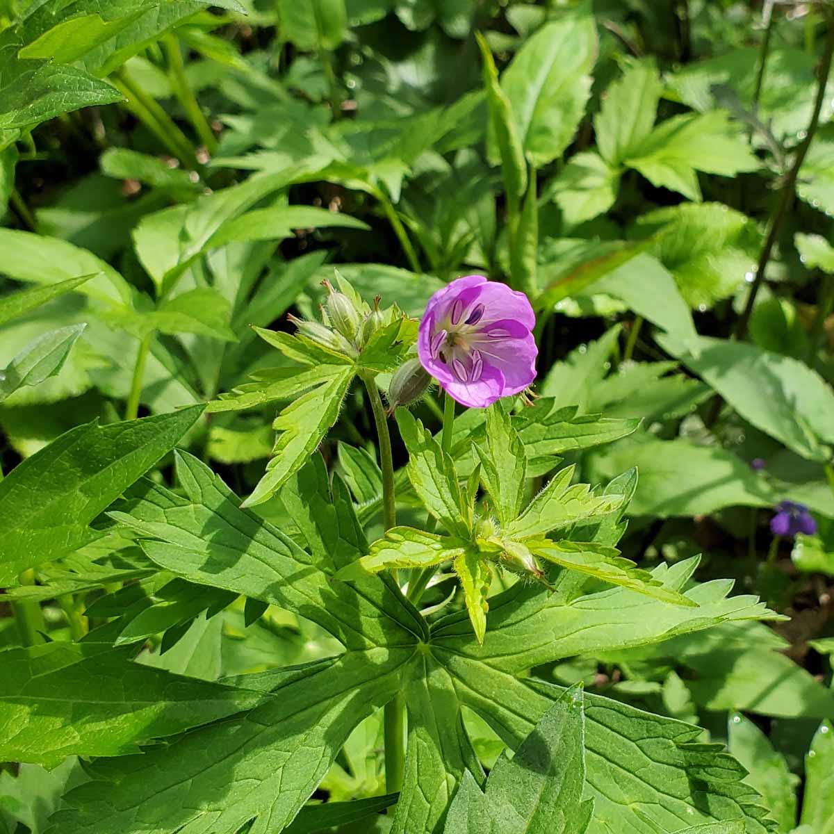 Wild Geranium (Geranium maculatum) & Tassel Rue; False Bugbane ...