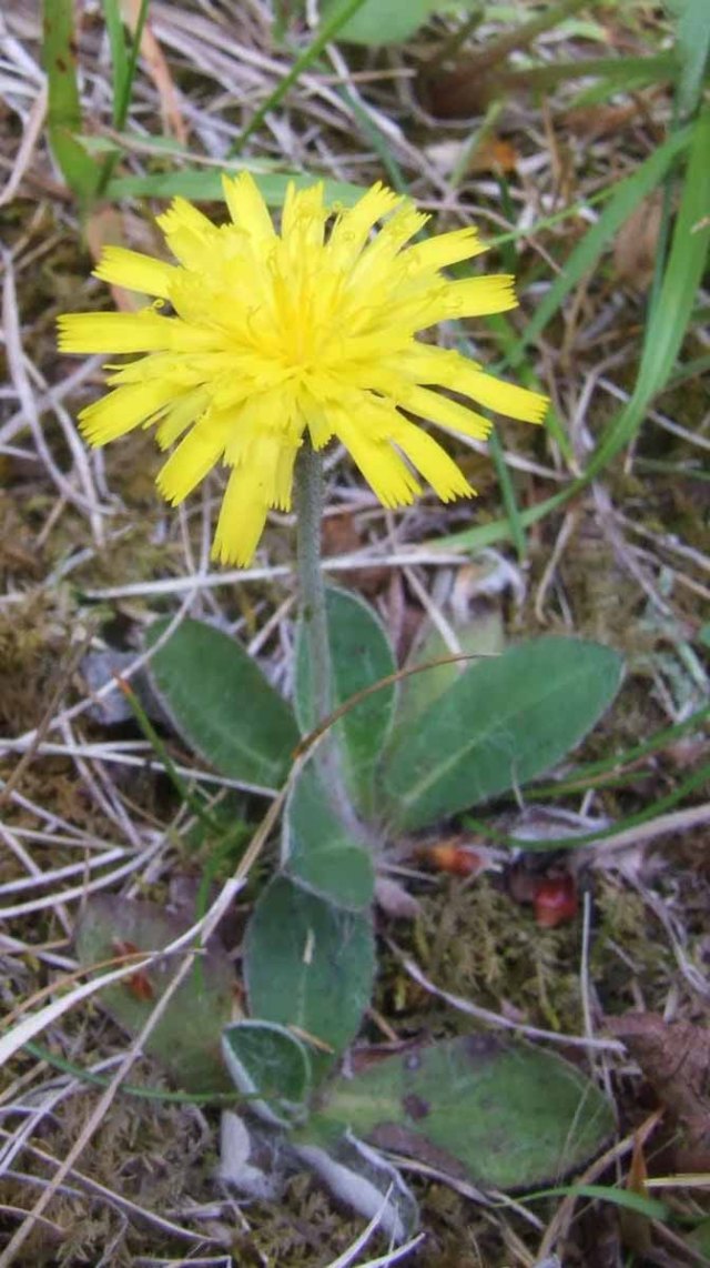 Mouse Ear Hawkweed