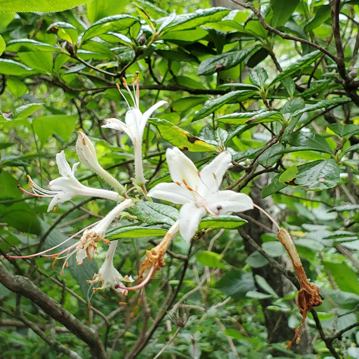 Clammy or Swamp Azalea (Rhododendron viscosum) | Western Carolina ...