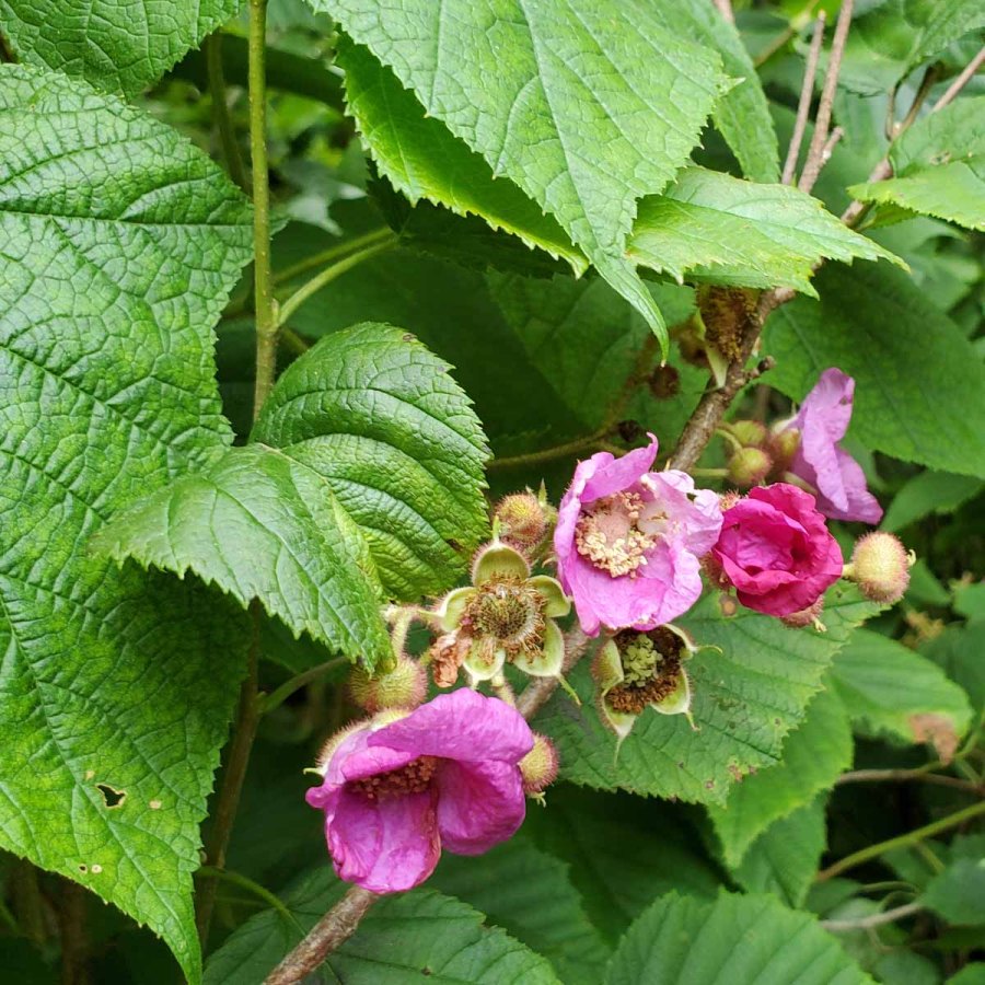 Purple-flowering Raspberry (Rubus odoratus) | Western Carolina ...