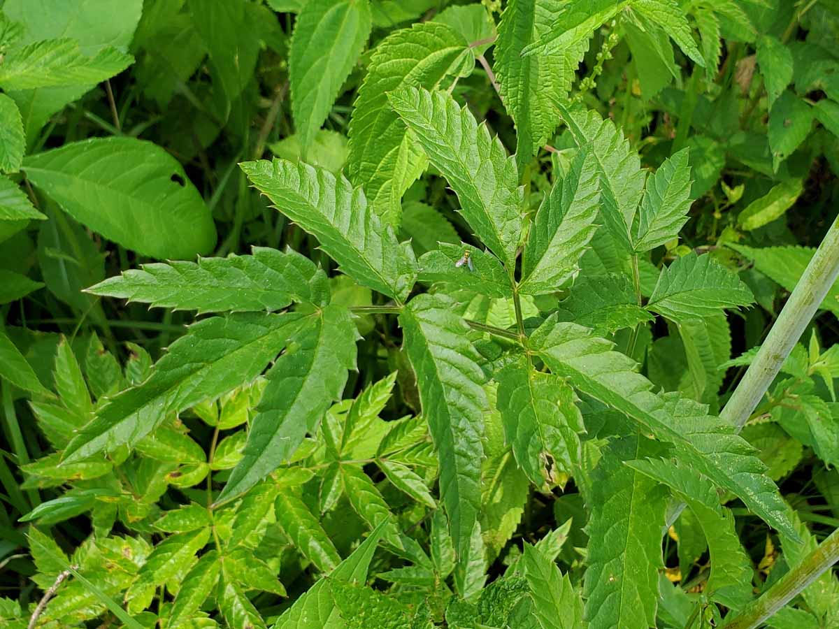 Water Hemlock; Spotted Cowbane (Cicuta maculata) | Western Carolina ...