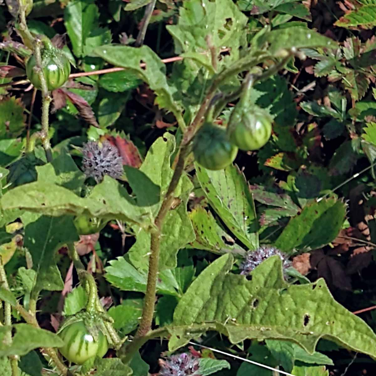 Horse Nettle in fruit (Solanum carolinense) | Western Carolina ...