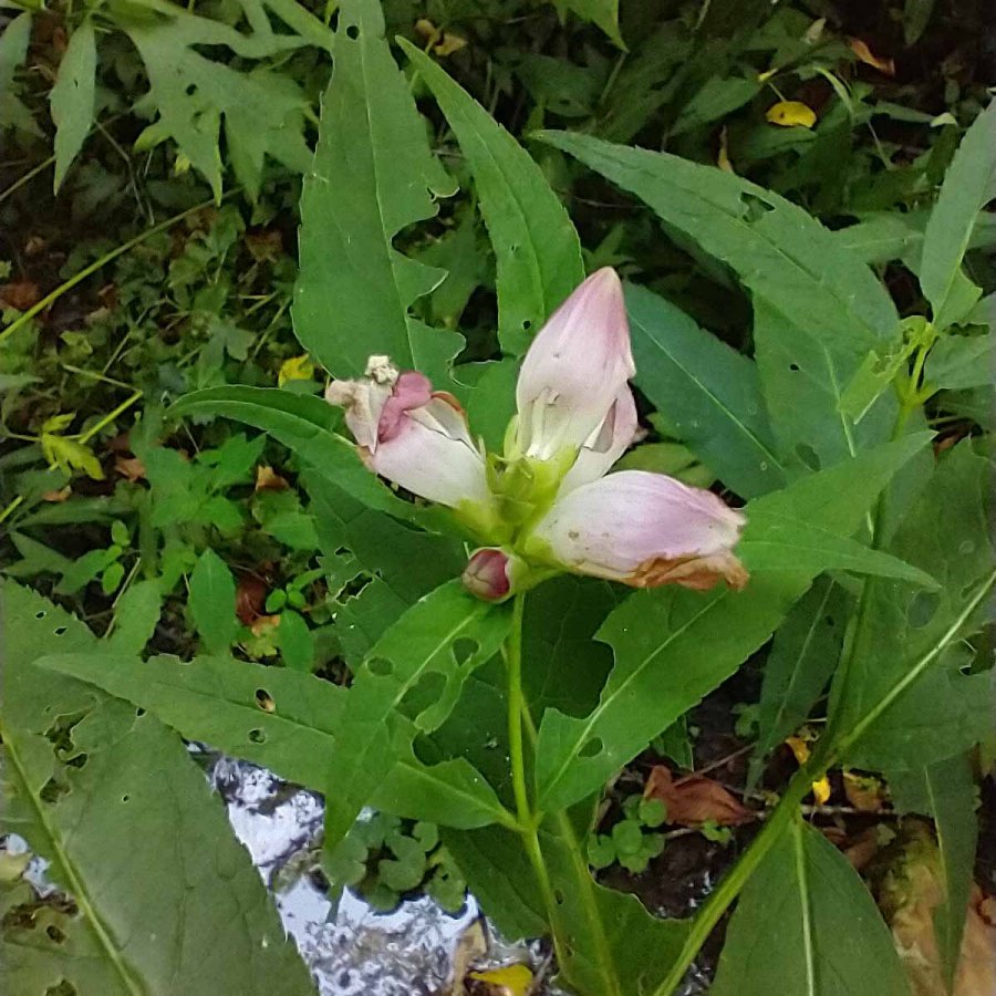 a Turtlehead (Chelone sp.) | Western Carolina Botanical Club