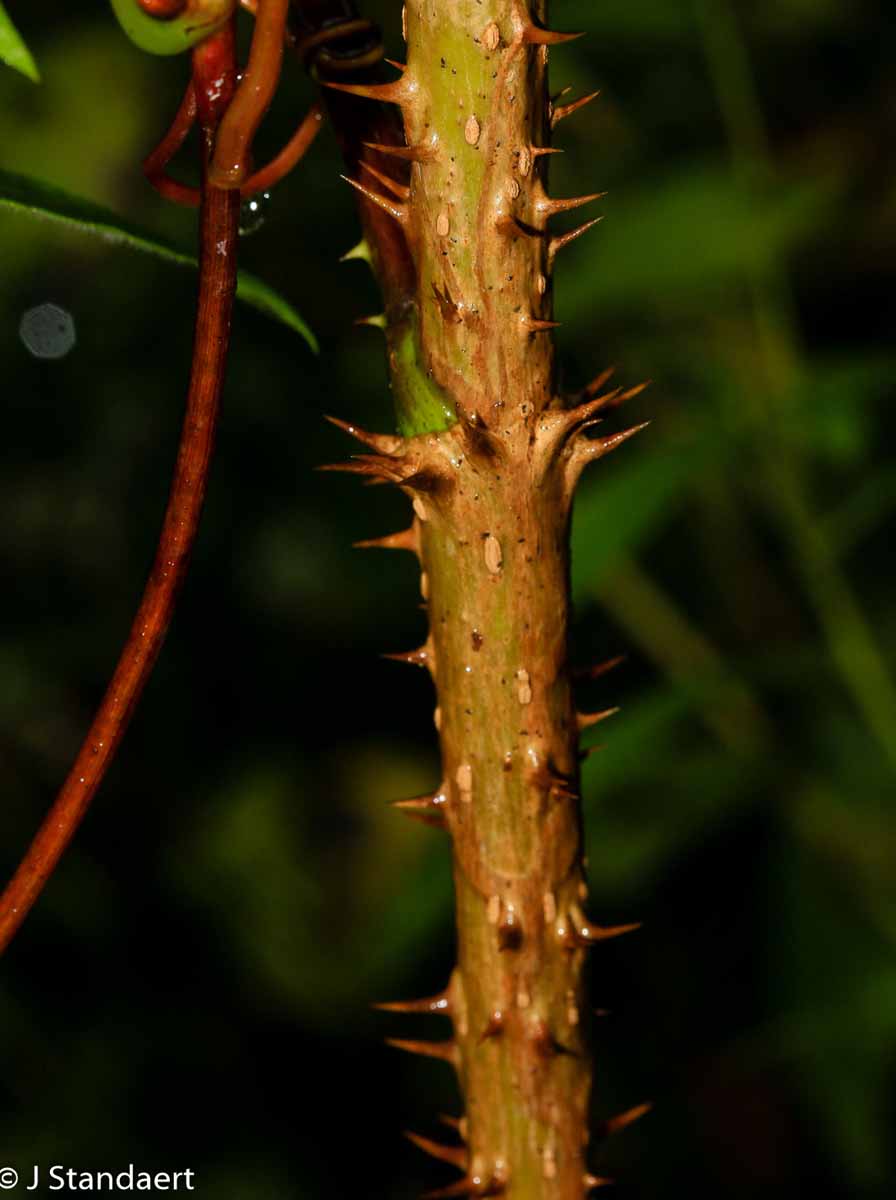 Devil’s Walking Stick; Hercules Club (Aralia spinosa) [Araliaceae ...