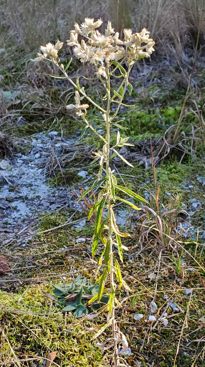 Rabbit Tobacco; Sweet Everlasting (Pseudognaphalium obtusifolium ...