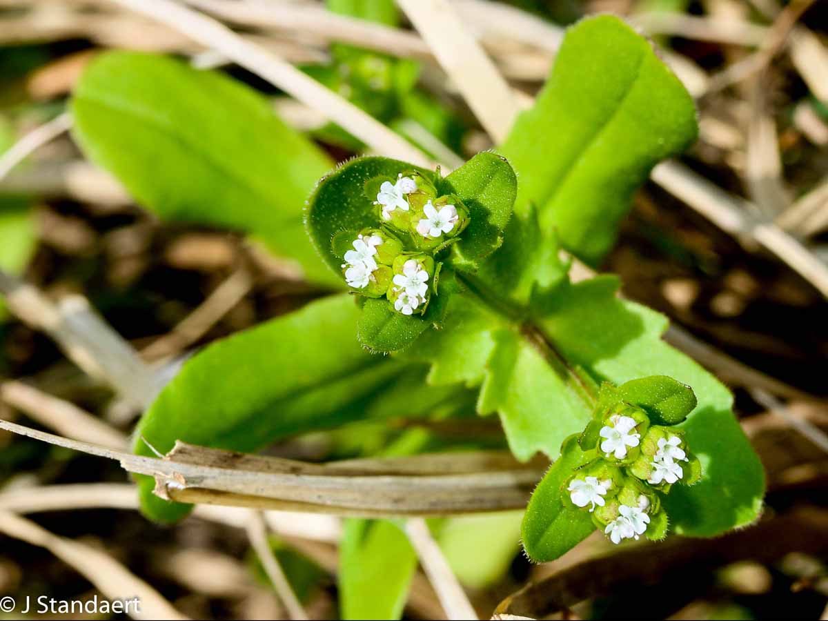 Beaked Corn Salad (Valerianella radiata) | Western Carolina Botanical Club