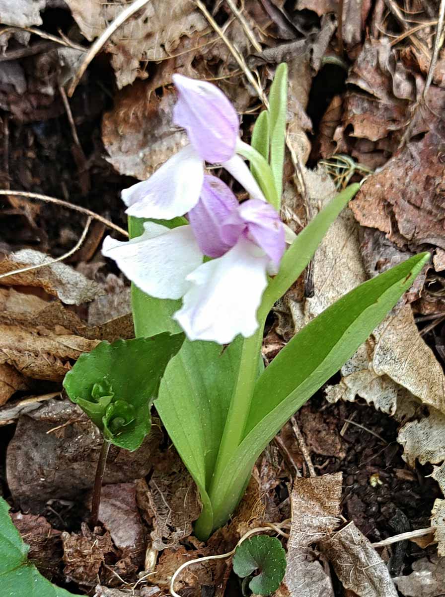 Showy Orchis (Galearis spectabilis) | Western Carolina Botanical Club