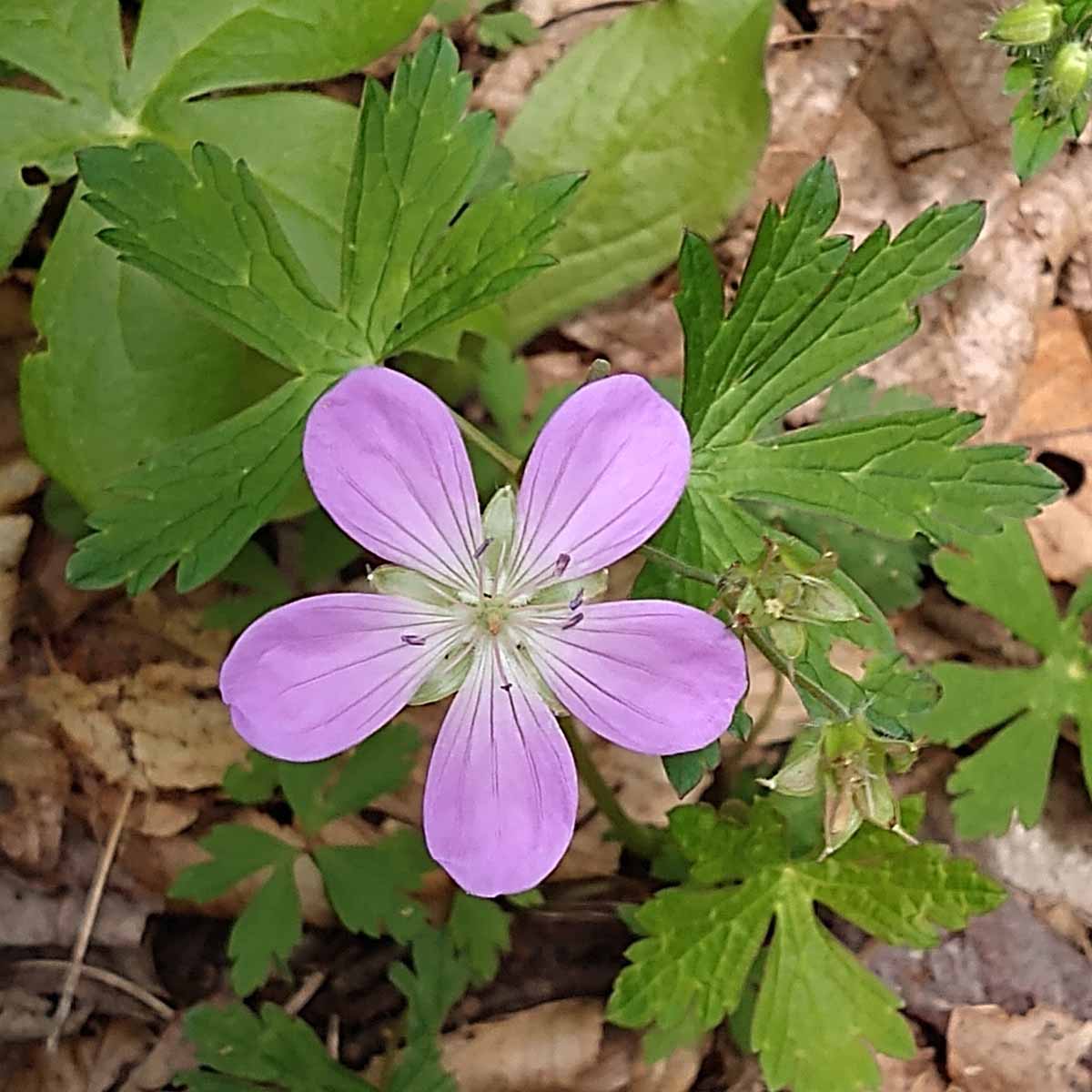 Wild Geranium (Geranium maculatum) | Western Carolina Botanical Club