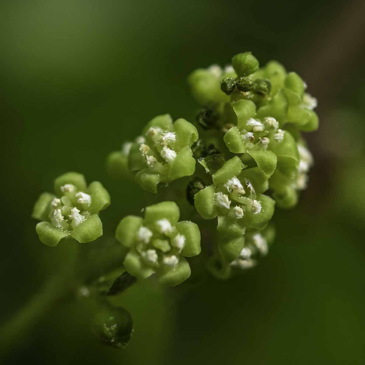 Buffalo Nut (Pyrularia pubera) – Male Blooms | Western Carolina ...