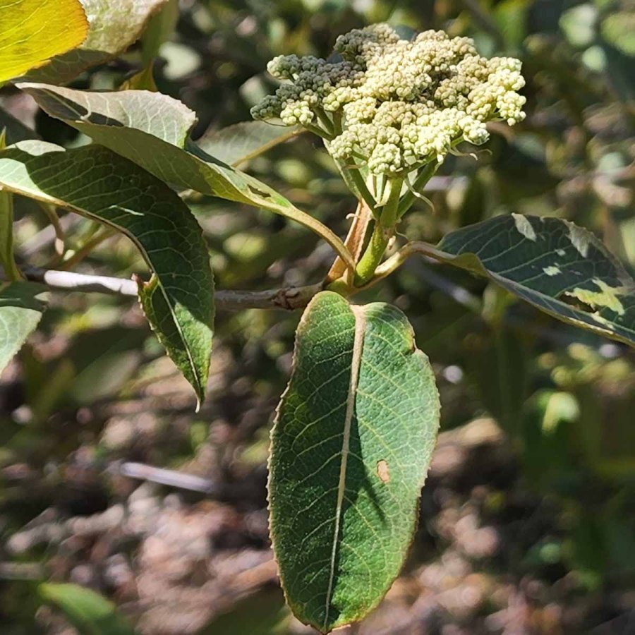 Short Peduncle or Long Peduncle? | Western Carolina Botanical Club