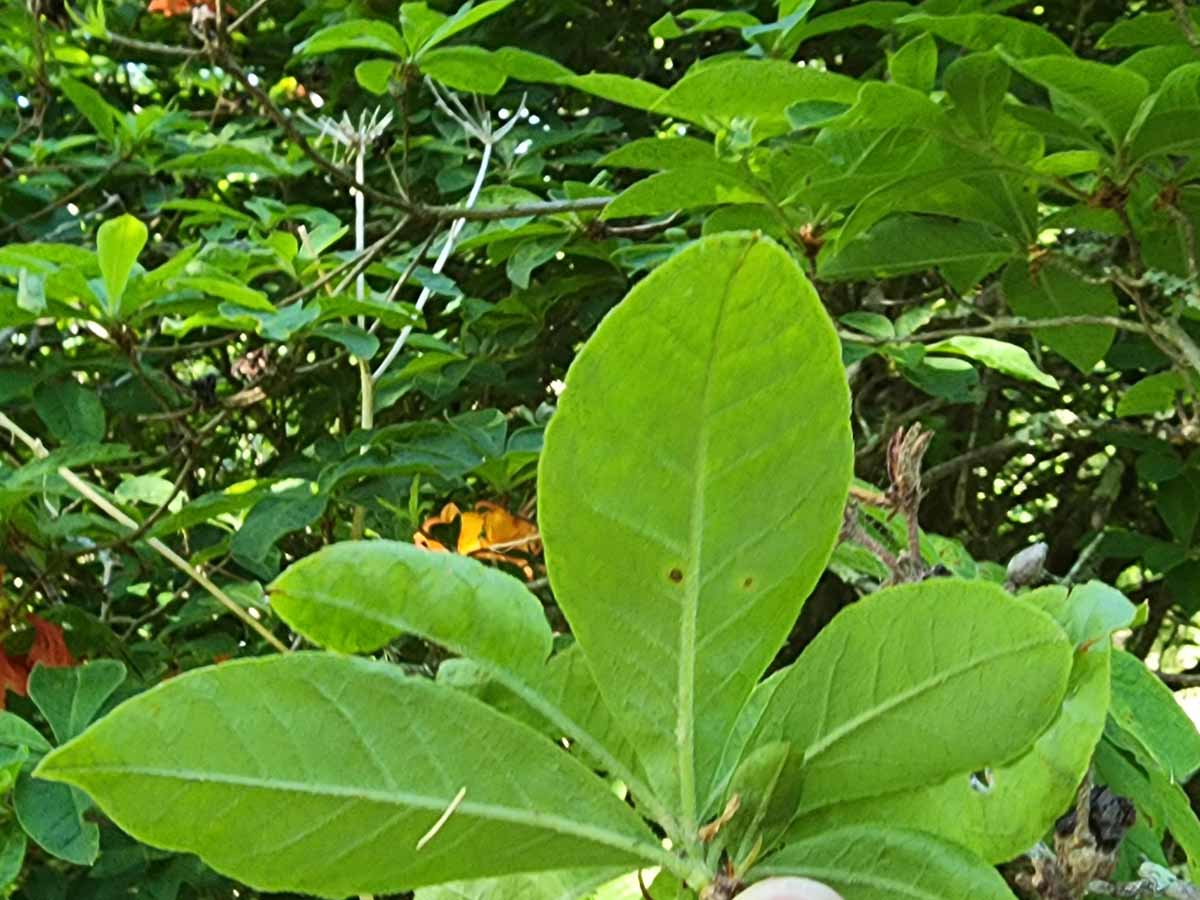 Flame Azalea (Rhododendron calendulaceum) Leaf Underside | Western ...