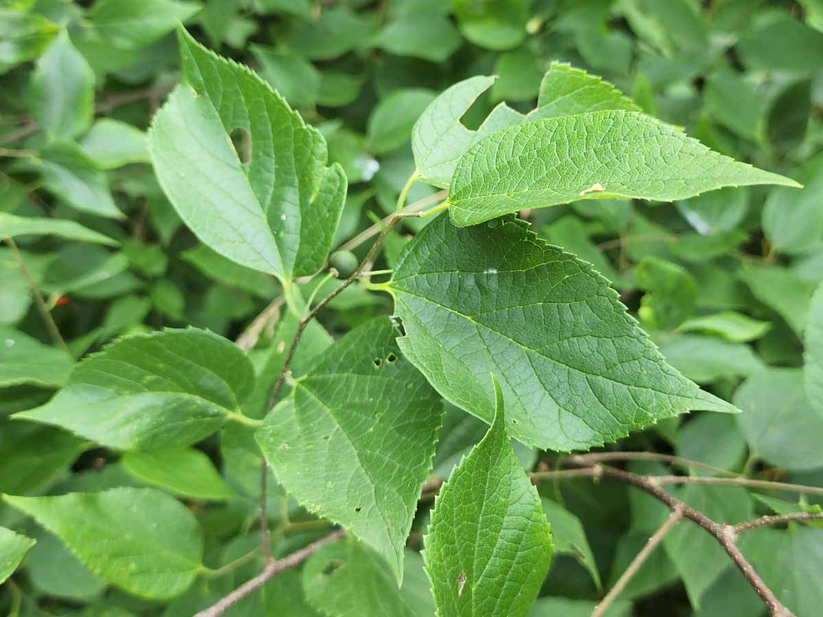 Northern Hackberry (Celtis occidentalis) Fruit & Leaves | Western ...