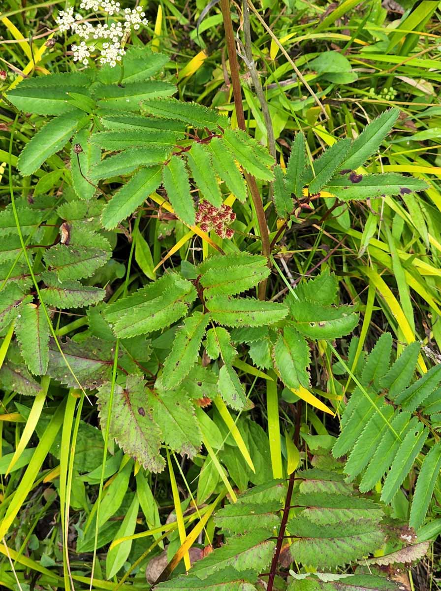 Canadian Burnet (Sanguisorba canadensis) Leaves | Western Carolina ...
