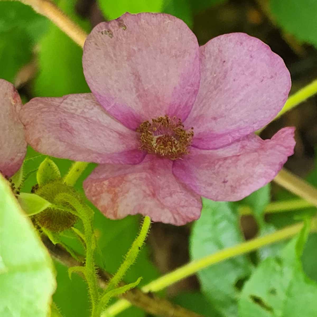 Purple-flowering Raspberry (Rubus odoratus) Bloom | Western Carolina ...