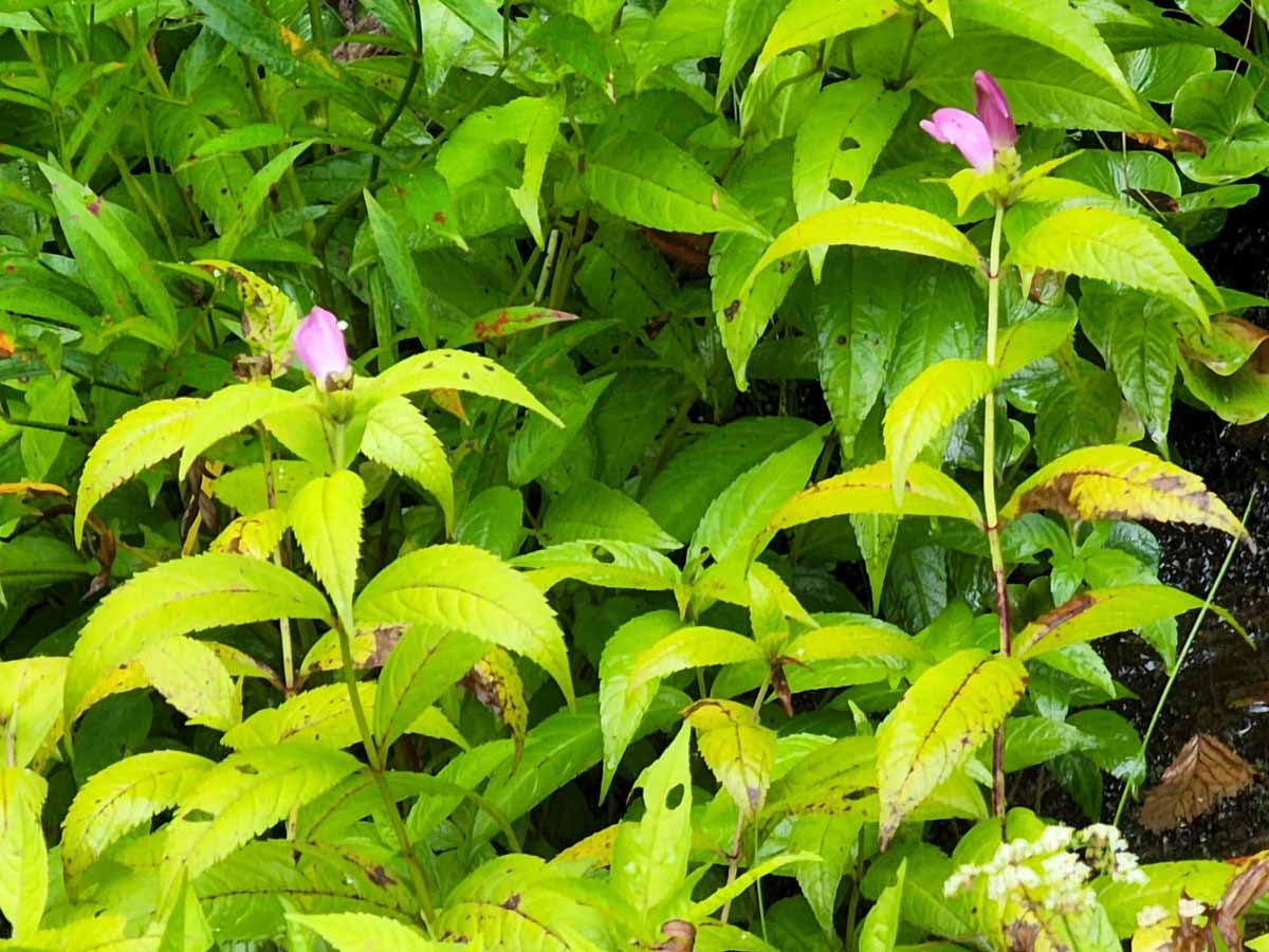 Red Turtlehead (Chelone obliqua) | Western Carolina Botanical Club