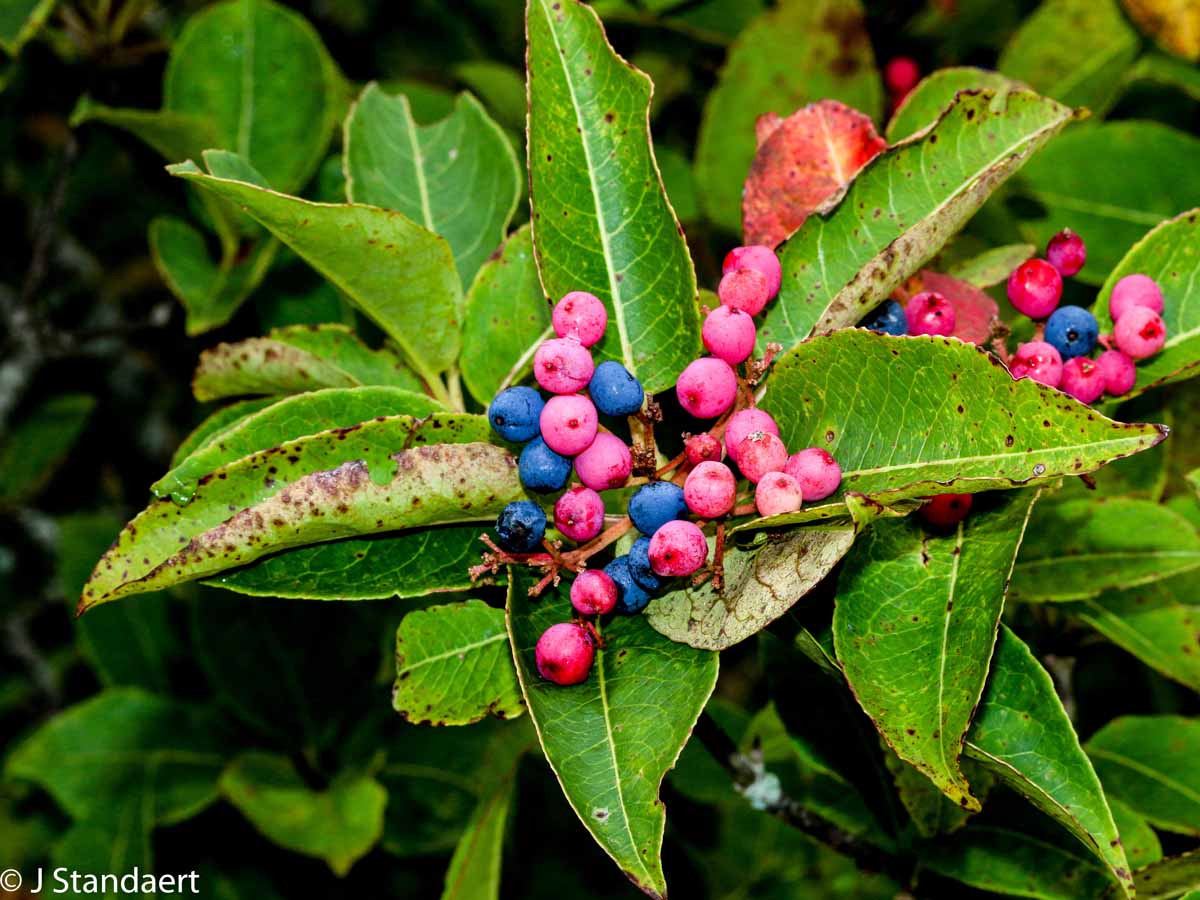 Wild Raisin (Viburnum nudum var. cassinoides) | Western Carolina ...
