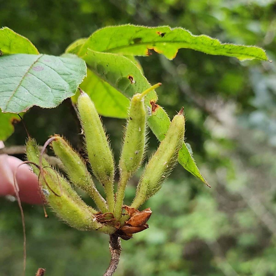 Flame Azalea (Rhododendron calendulaceum) [Ericaceae] Fruit | Western ...