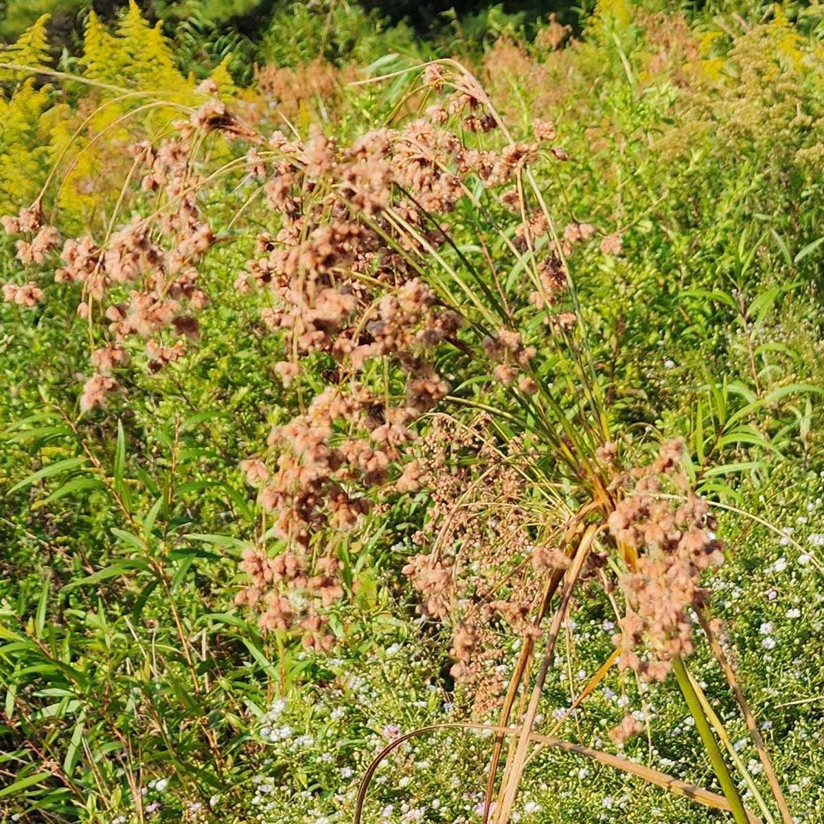 Wool Grass (Scirpus cyperinus) [Cyperaceae] | Western Carolina ...